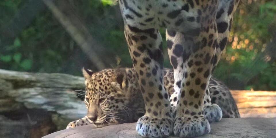 Alexandria Zoo is hosting the debut of its new baby jaguar! - NewsBreak