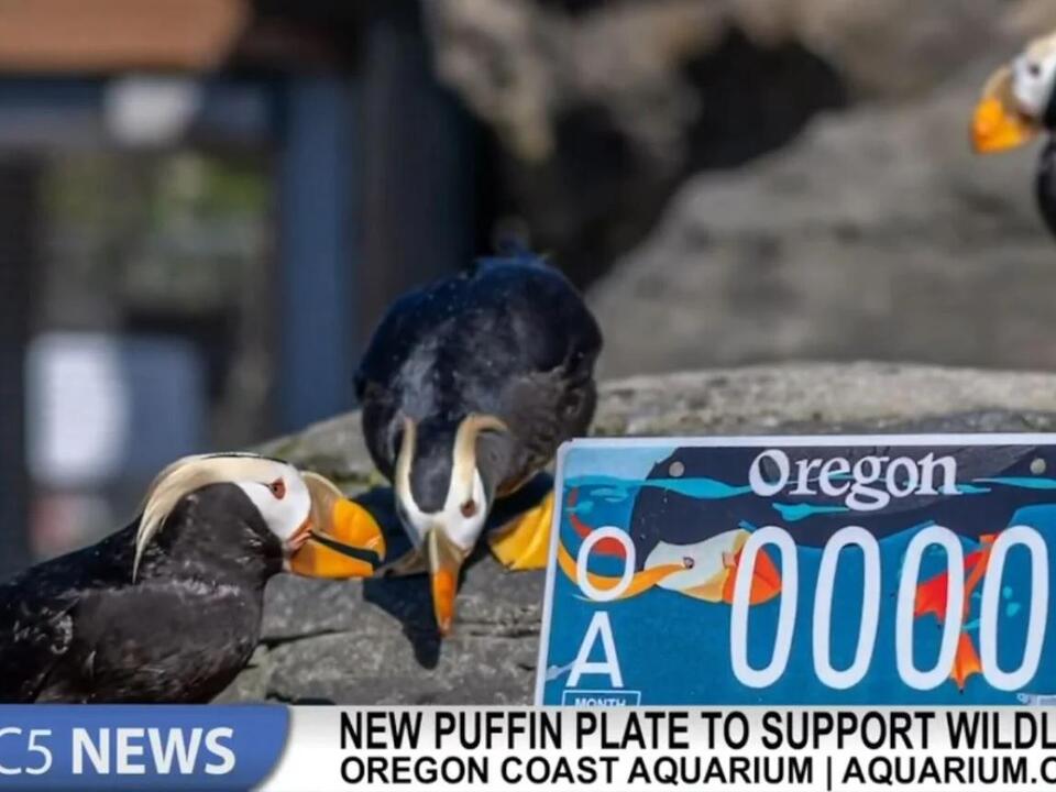 Preorders open for new Oregon license plate design