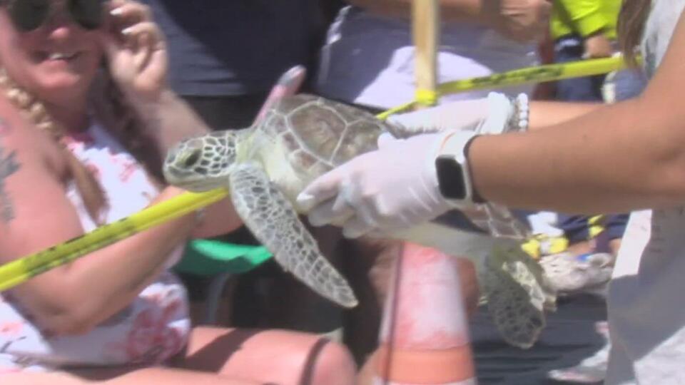 Texas Sealife Center holds its first sea turtle release of the year ...