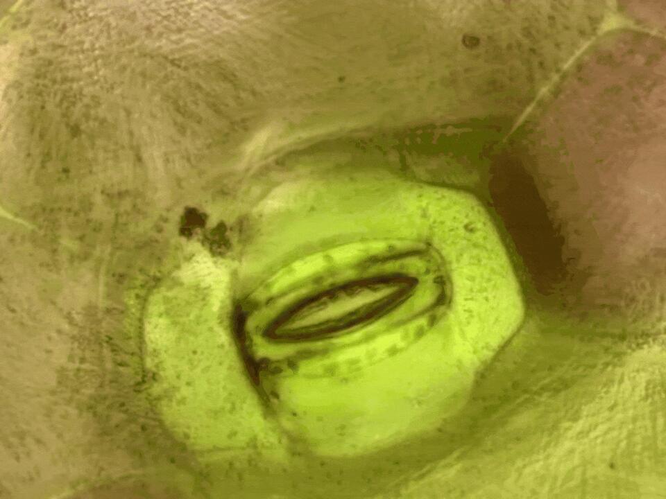Watch plants ‘breathing’ in magnified view with incredible detail