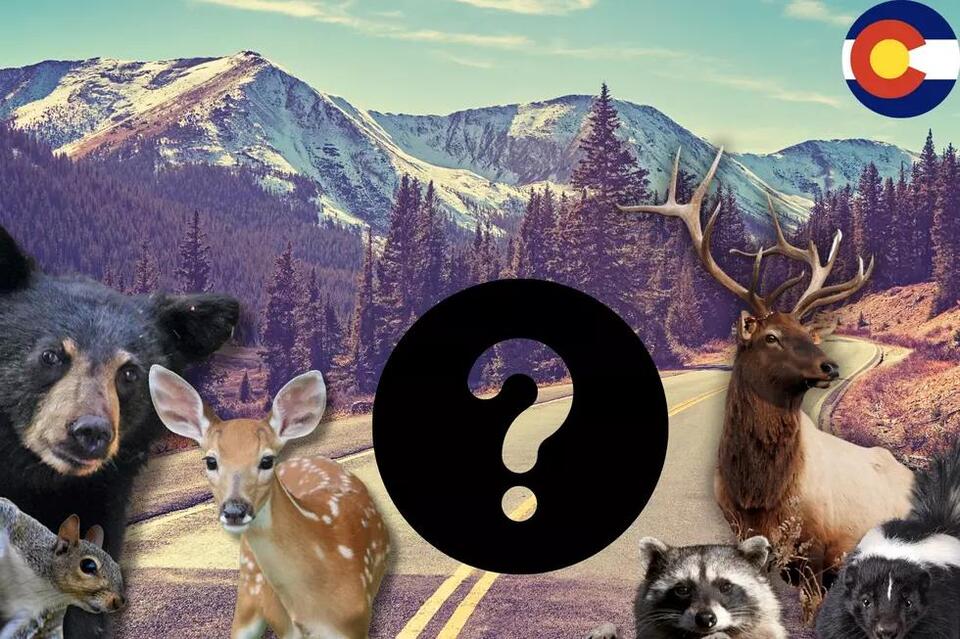 Watching Wildlife On The Road: Colorado’s Top Roadkill Animals - NewsBreak