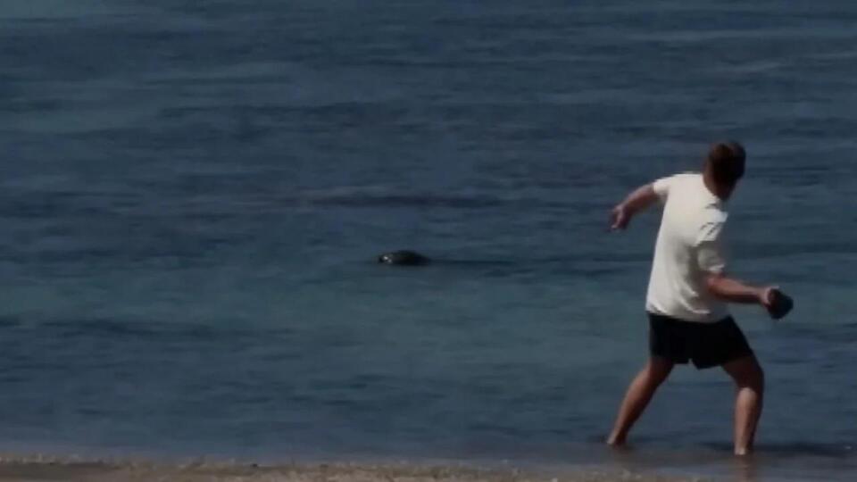 Washington Man Charged After Rock Is Thrown Toward Endangered Hawaii ...