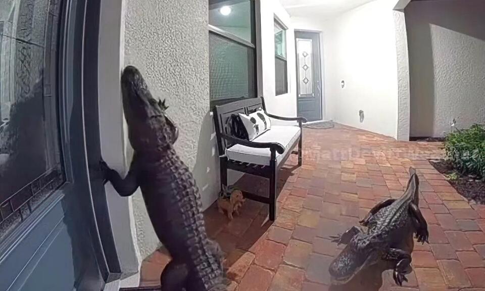 Alligator mating season: Can I shoot a gator in my yard? Florida ...