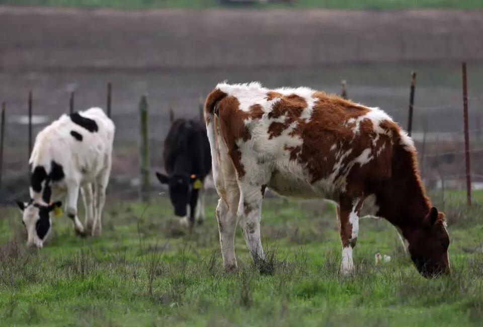 Cow Palace Dairy near Granger to Close, 100 Jobs Lost - NewsBreak