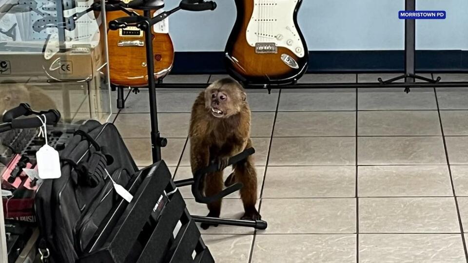 Watch: Escaped monkey causes chaos inside Tennessee music store - NewsBreak