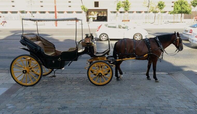 Runaway Central Park Carriage Horse Incites Safety Concerns and Debate ...