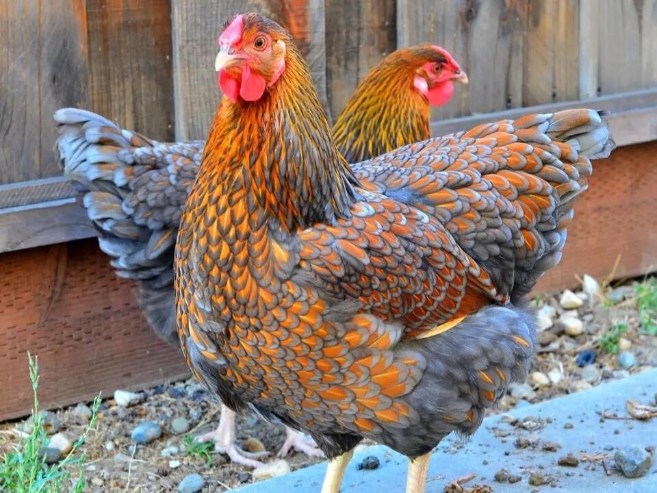 Backyard Chicken Laws in Texas: What You Need to Know Before You Start ...