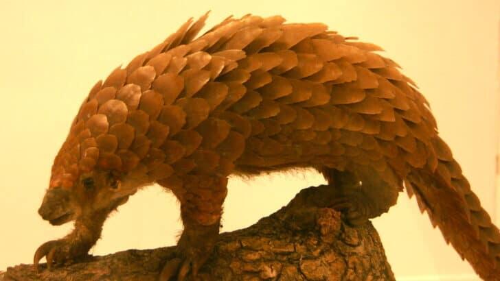 Scientists Stunned by Electric Pangolin Found in Congo - NewsBreak