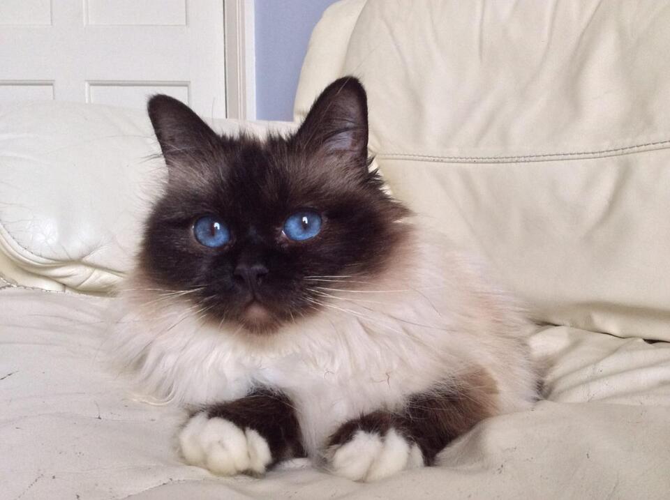 The Top Cat Breeds for Your Snuggly Nights - NewsBreak