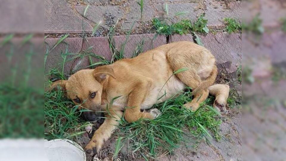 Pup Seriously Injured In Car Accident Lies Motionless On The Ground ...