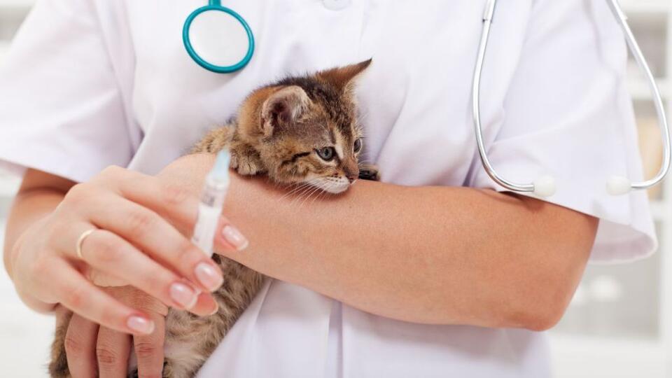 Shelter Pauses Cat & Kitten Intake Due to Deadly Viral Infection ...