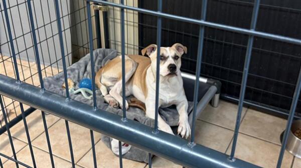 Local nonprofit pushes bill to exempt animal rescues from sales tax ...