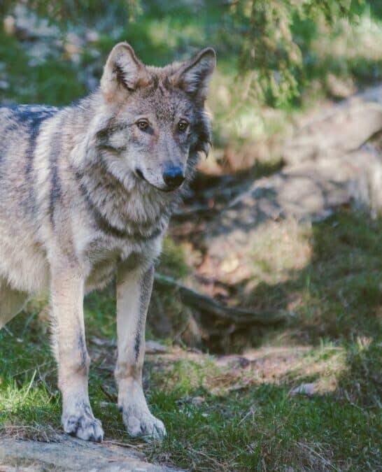 15 Wild Animals You Can Spot in U.S. National Parks - NewsBreak