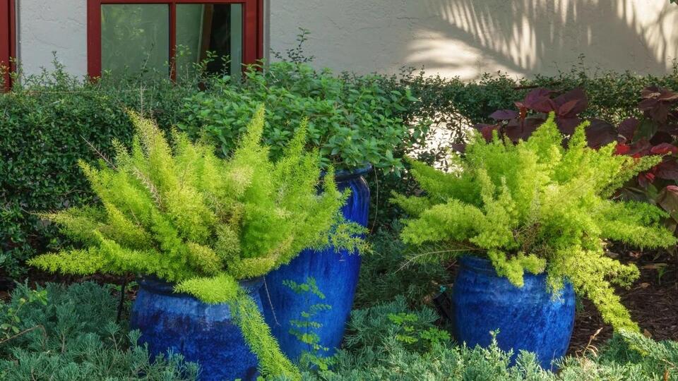 6 Plants That Are Secretly Attracting Ticks to Your Yard - NewsBreak