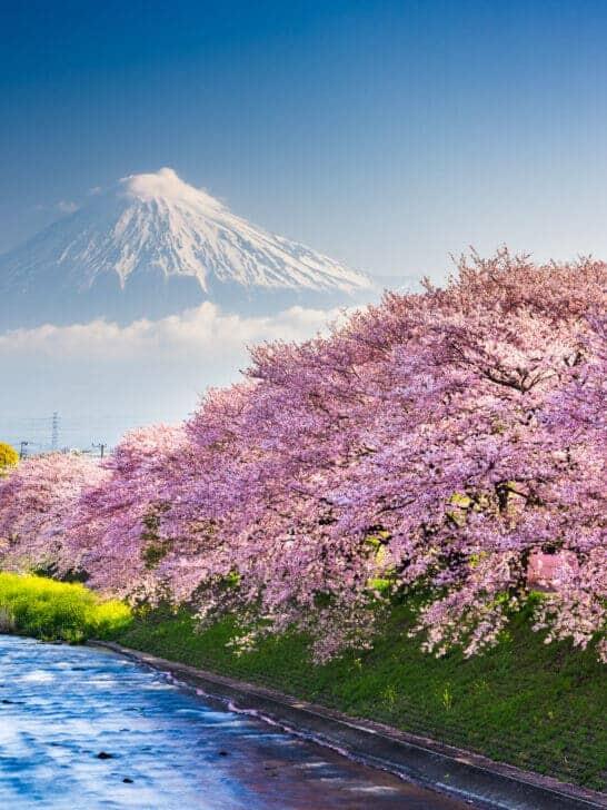 Animals and Wildlife in Japan - NewsBreak
