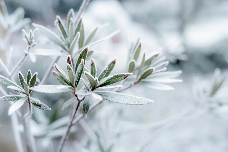 Early Frost Hits New York As Leaves Begin to Change in August - NewsBreak