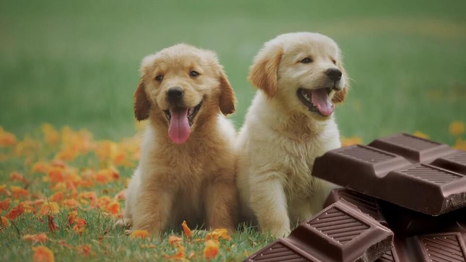 Why Chocolate is Poison for Your Dog - NewsBreak
