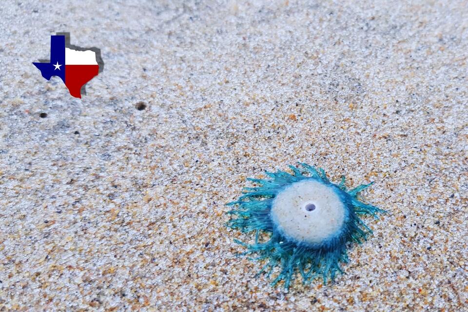 Don’t Touch! Eerie Blue Buttons Are Back on Galveston Beaches - NewsBreak