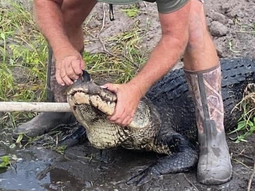 Deputies: Agitated gator bites Florida farmworker's leg