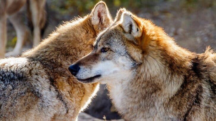 12 US States Where Wolves Are Making a Comeback - NewsBreak