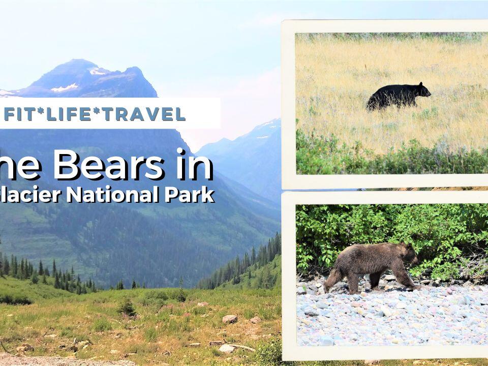 See the differences between Grizzly bears & Black bears in Glacier ...