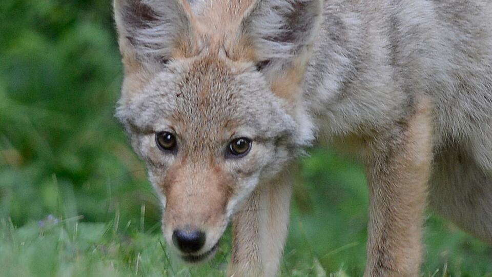 The Suburban Coyote: Is This Alabama's Latest Threat? - NewsBreak