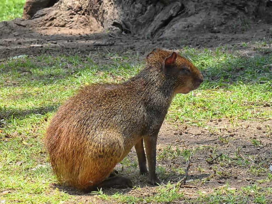 The 11 Biggest Rodents on the Planet