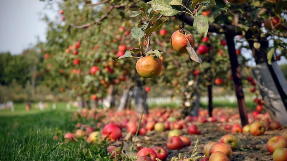 Wisconsin’s Apple Rush Is Peaking—Here’s Where to Pick Before It’s Gone ...