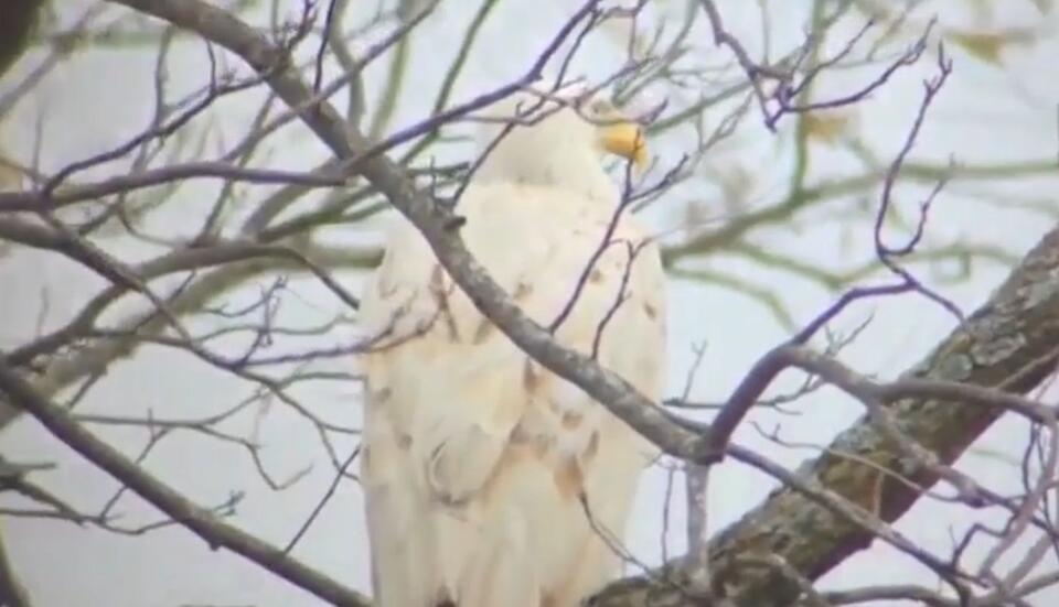 Rare White Bald Eagle Just Spotted in Southwestern Missouri - NewsBreak