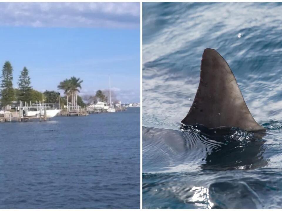 Man eaten by monster shark in front of his own home in 'real-life Jaws ...