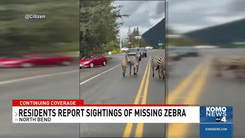 Watch: Public urged to steer clear of escaped zebra in Washington - NewsBreak