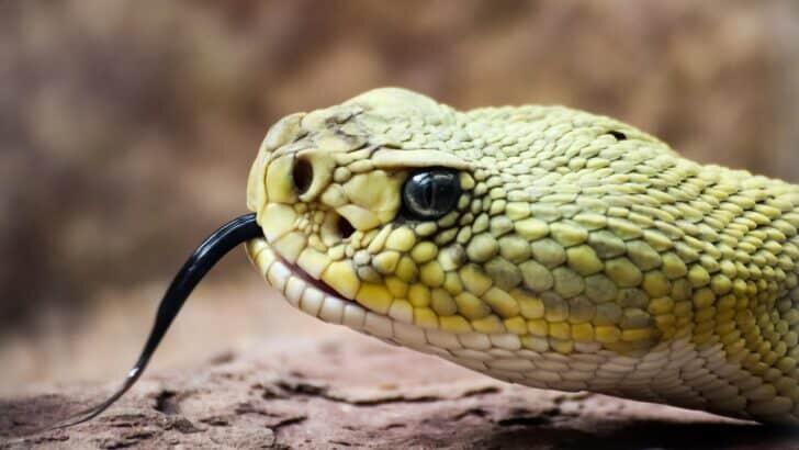 The 10 Most Snake-Infested National Parks in the US - NewsBreak