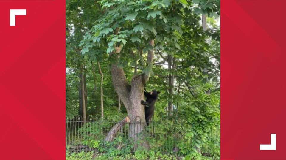 Black bear spotted in Mechanicsburg; police warn residents to keep ...