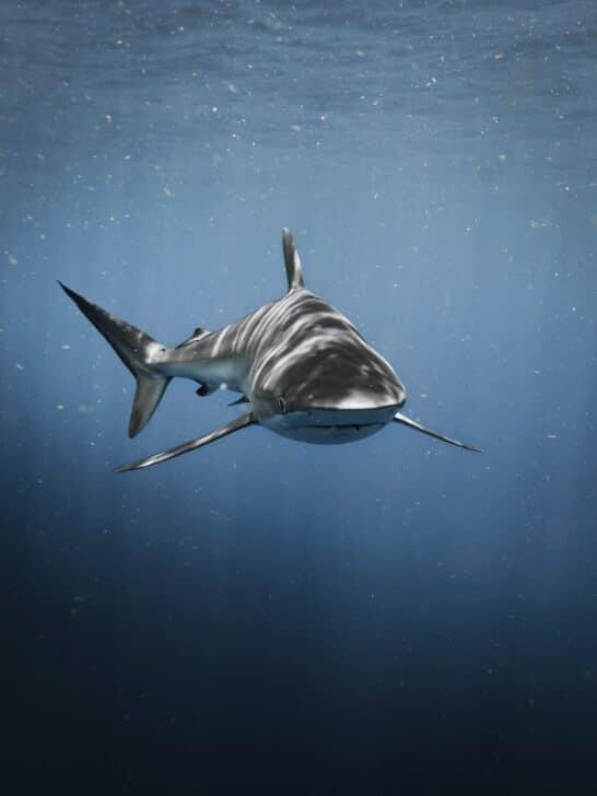 Explore Florida’s Bull Shark Population - NewsBreak