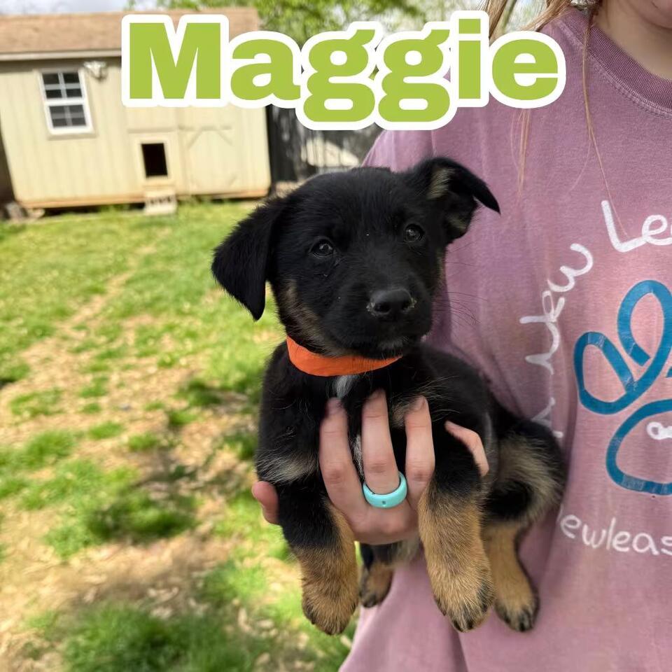 🐶 Playful Puppies & Sweet Seniors Ready for Adoption in Huntsville ...