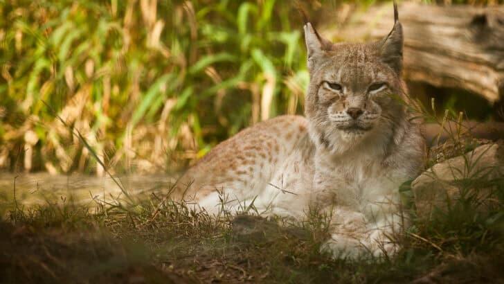 Wild Lynx Spotted for the First Time in a Century - NewsBreak