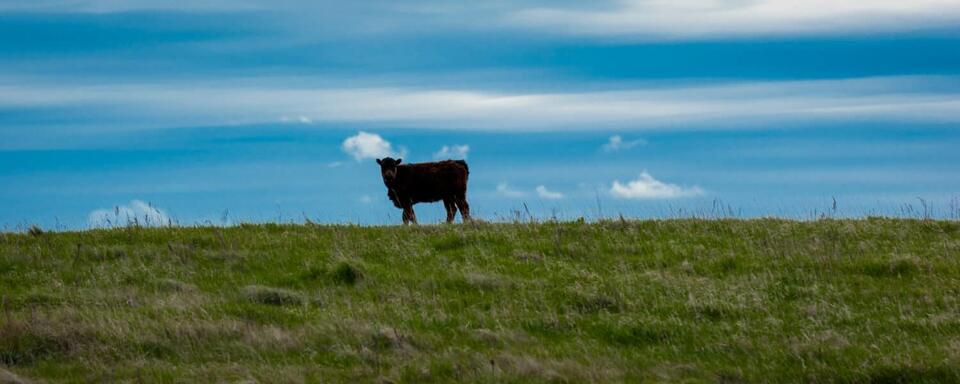 Watch the Aftermath as Cows Fall Off a Moving Trailer onto a Highway ...
