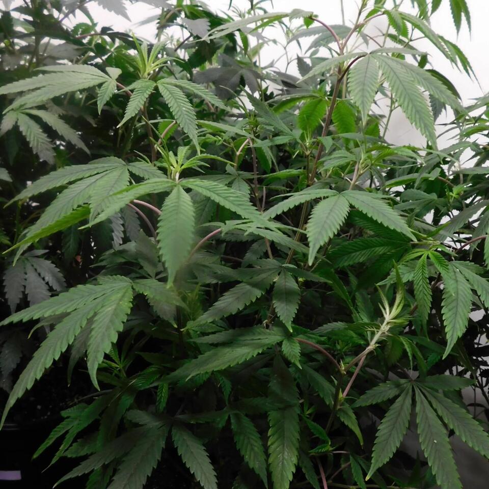 Third Annual Empire State Cannabis Cup Brings Crowds and Innovation to ...