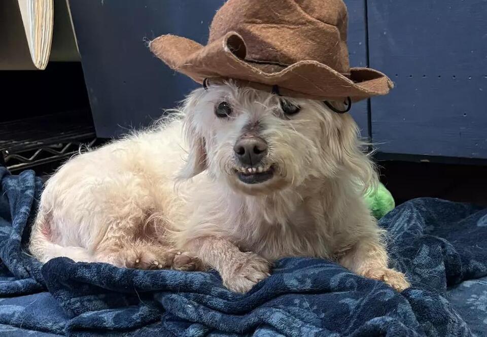 Charlie Still Has Puppy Play Energy – Warrick Humane Society Pet of the ...