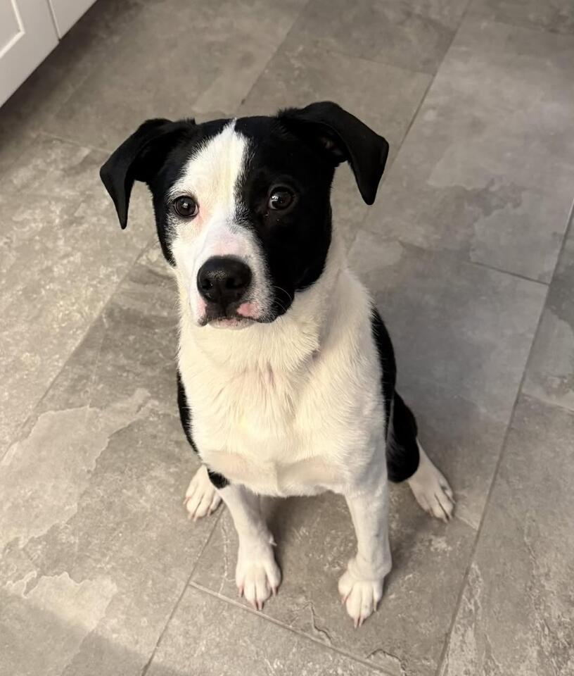 Spot the Border Collie mix available for adoption - NewsBreak