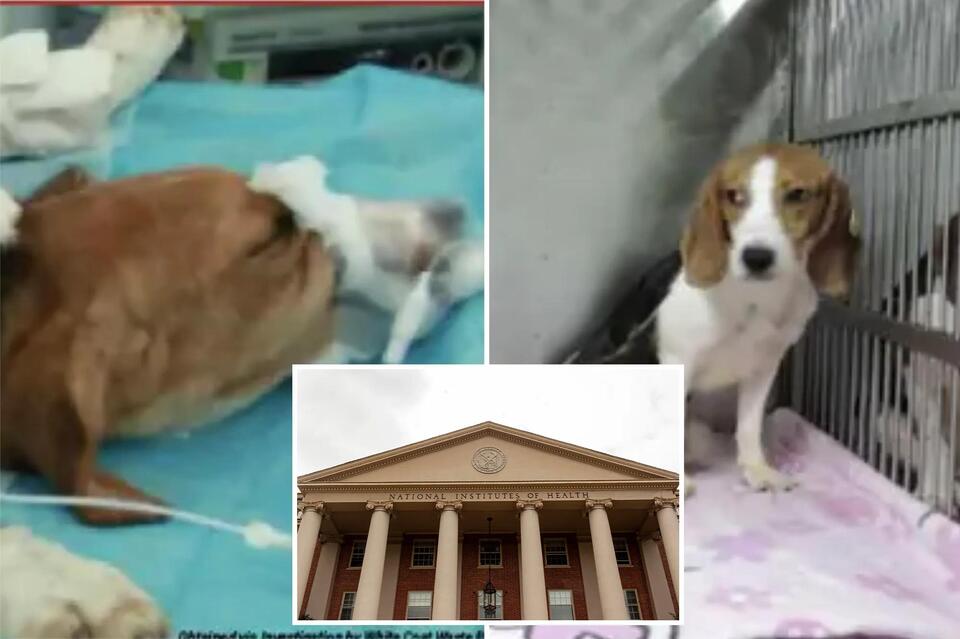 NIH won’t renew ‘cruel’ drug experiments on beagle puppies — some as ...
