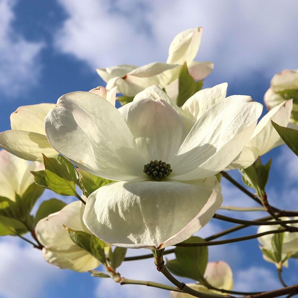 This Small Flowering Tree Is Quietly Replacing Magnolias – And Its ...