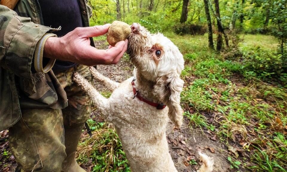 Two new truffle species discovered with the help of special ‘truffle ...