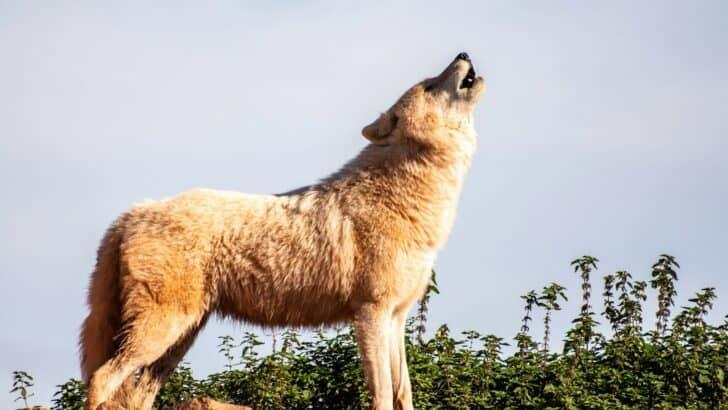 13 Times Wild Wolves Were Spotted in Urban Areas - NewsBreak