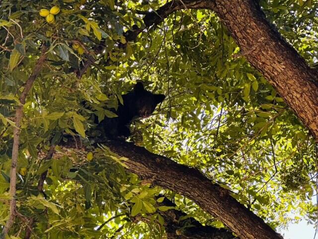 Bear cub captured by PD, wildlife officials after being spotted in Eloy ...