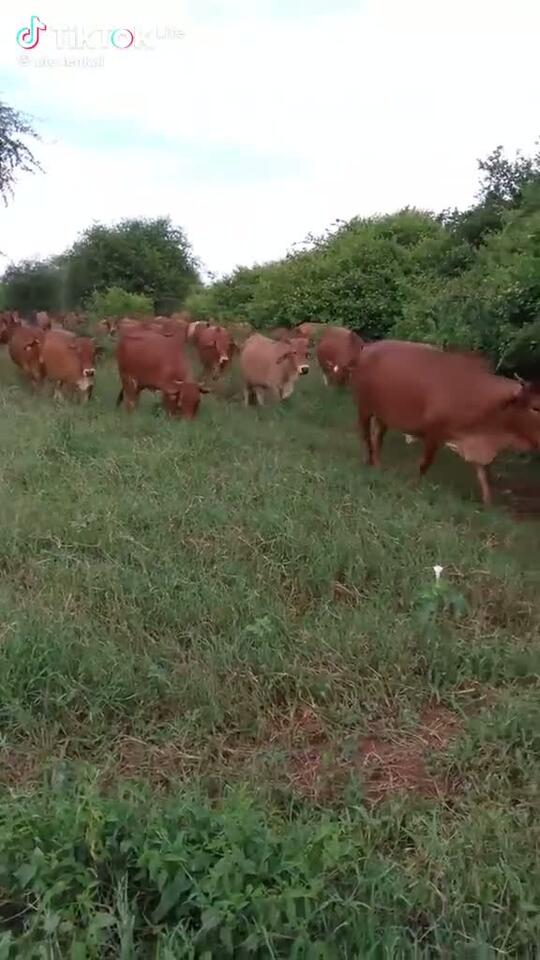 created by tracey princess with tracey princess’s original sound ...