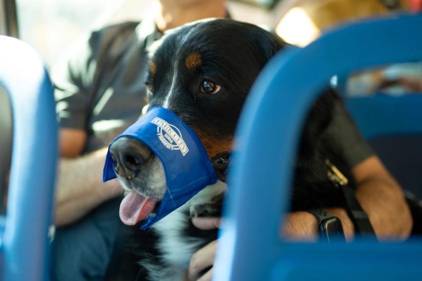Park City pups get permanent bus pass - NewsBreak
