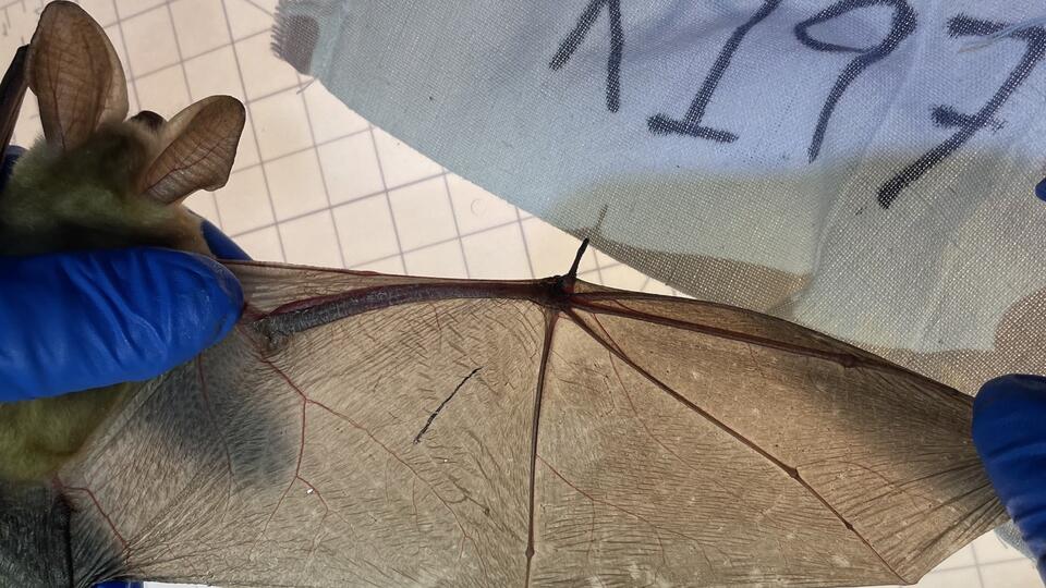 California Sounds the Alarm as Deadly Bat Disease Spreads Across Key ...