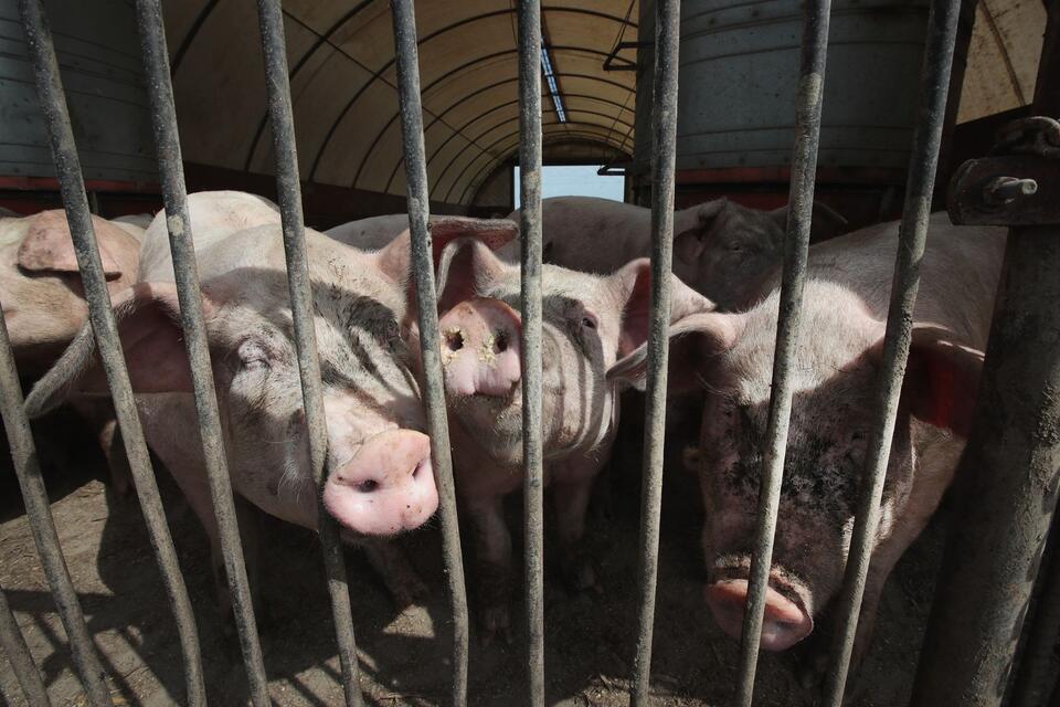 Trailer Carrying Over 100 Pigs Spills Over On Iowa Highway - NewsBreak