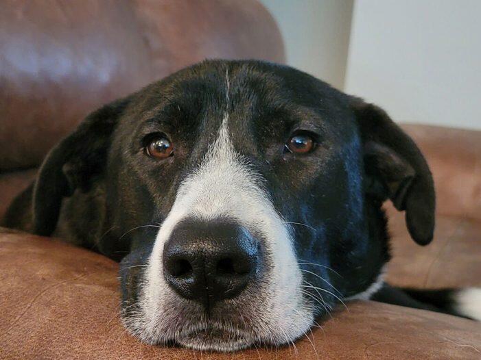 Meet Rocky, Blue Ribbon News Pet of the Week - NewsBreak